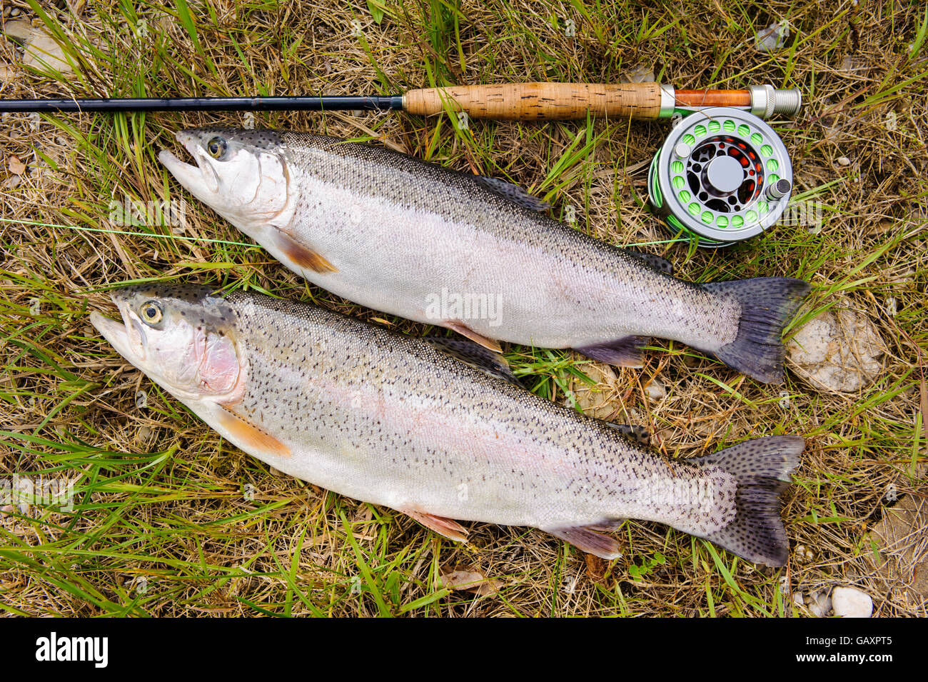 La truite capturées par la pêche à la mouche Photo Stock - Alamy