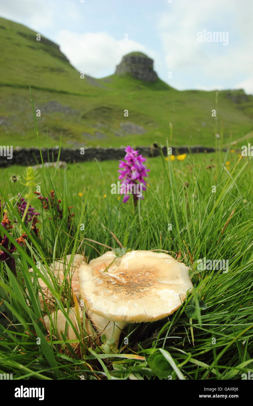 Champignons sauvages comestibles france Banque de photographies et d ...