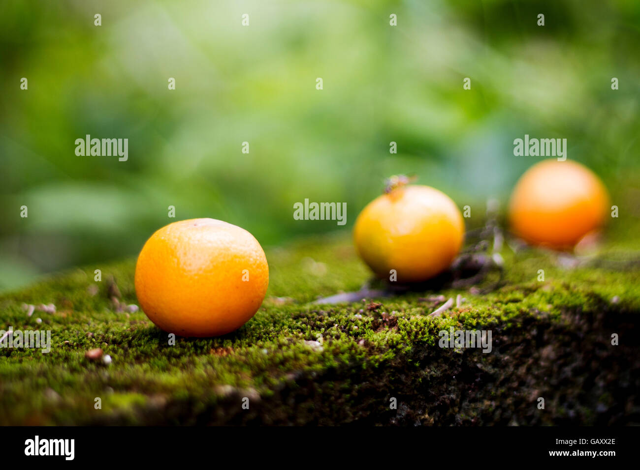 Vietnamese fruit green orange Banque de photographies et d’images à ...