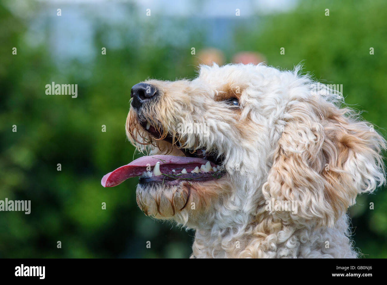 Labradoodles Beige Banque d'image et photos - Alamy