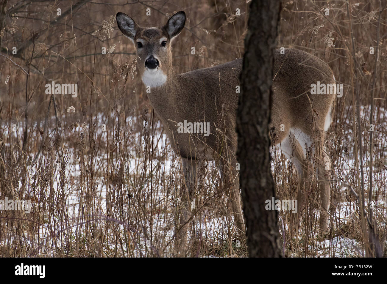 White tailed deer doe Banque de photographies et d’images à haute ...