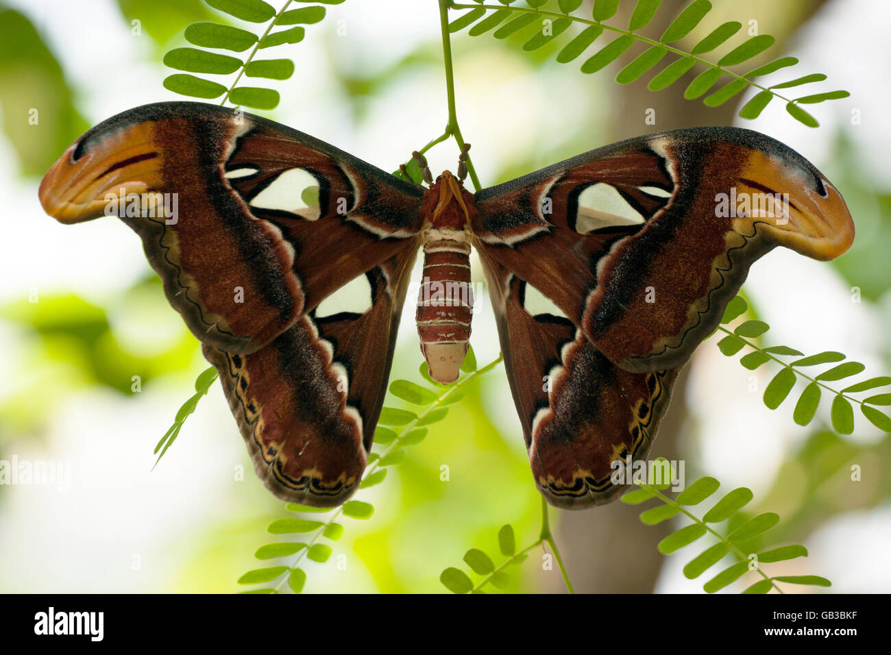 Grand Papillon Marron Banque d'image et photos - Alamy