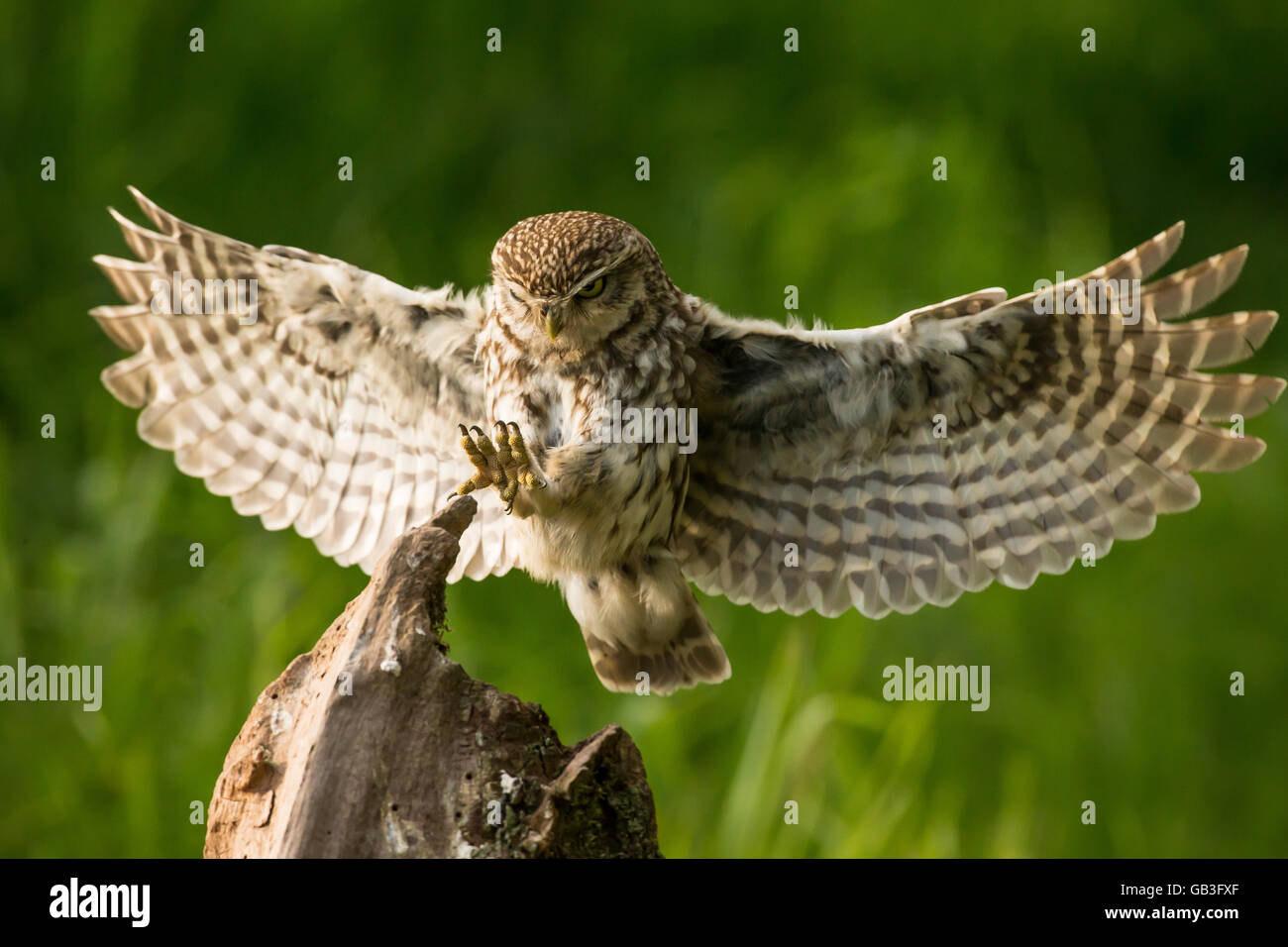 Owl landing Banque de photographies et d’images à haute résolution - Alamy