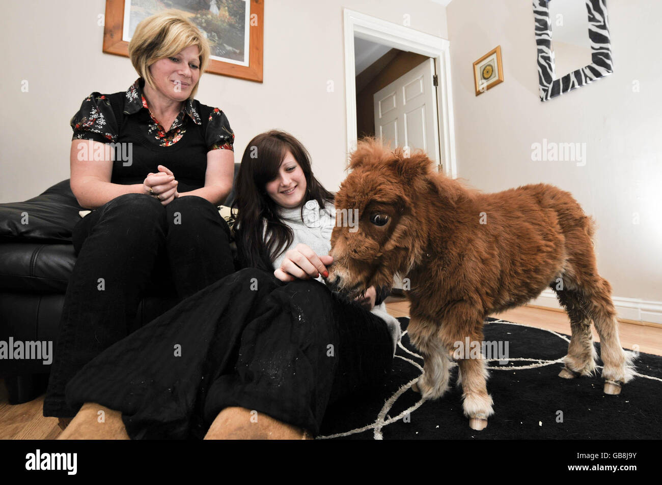 Mini poney shetland de six semaines Banque de photographies et d’images ...