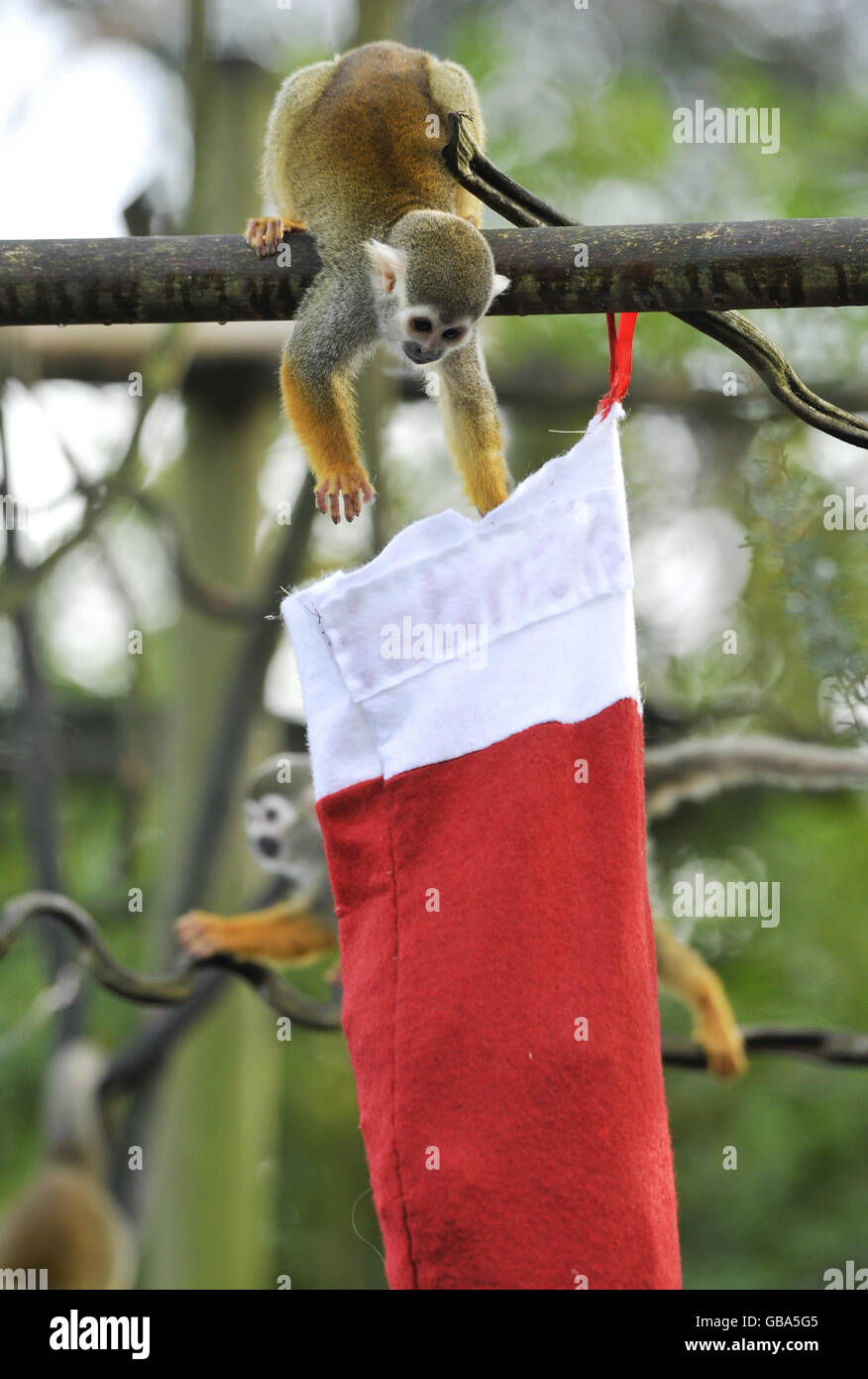 Un singe écureuil enquête sur un chausson de Noël laissé par le Père ...