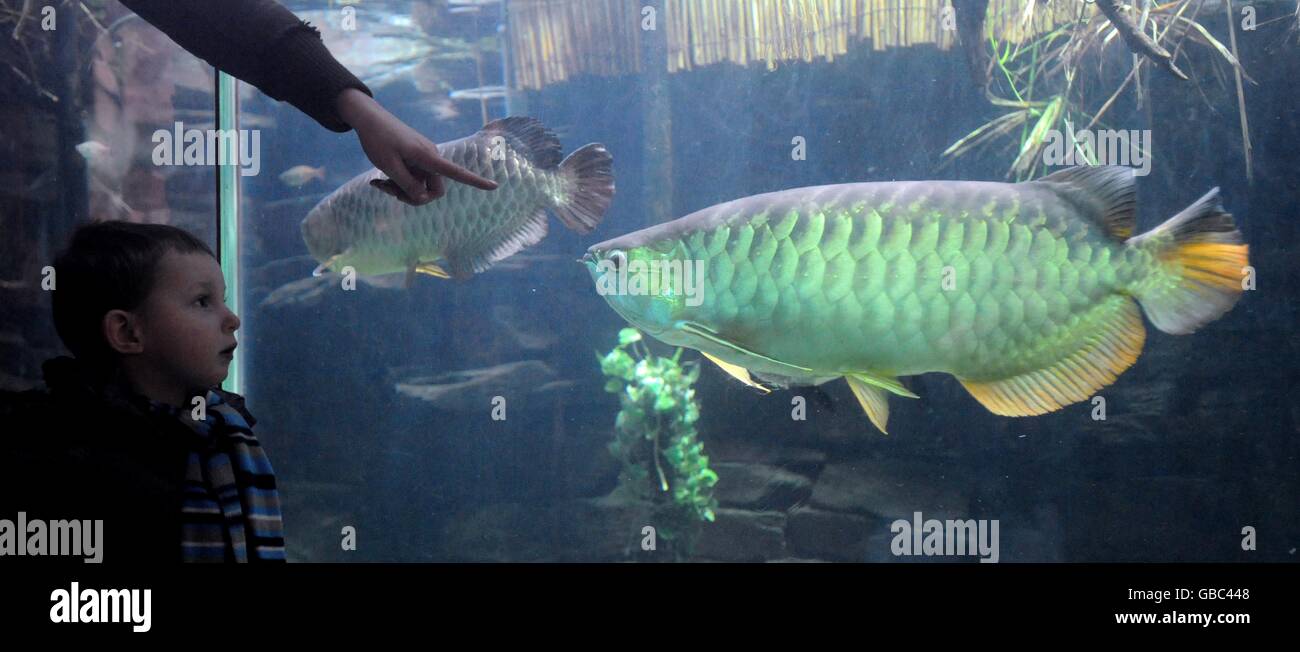 Poisson Dragon Banque d'image et photos - Alamy