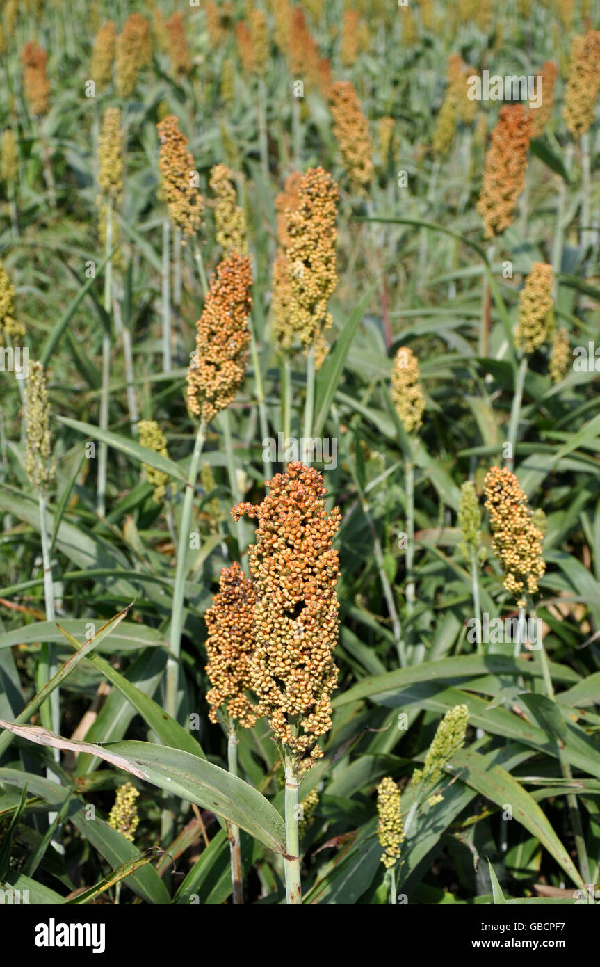 Champ de sorgho Banque de photographies et d’images à haute résolution ...