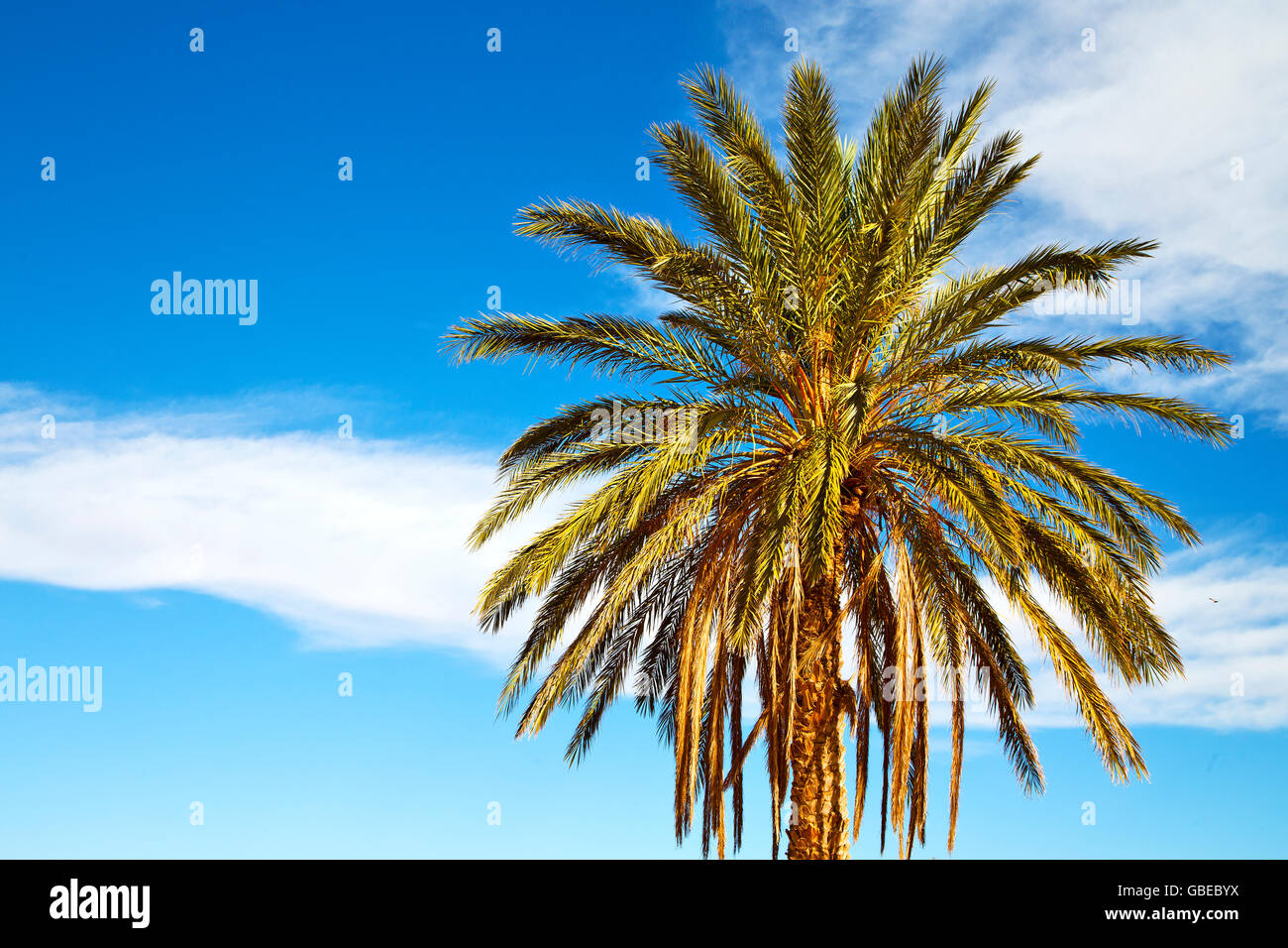 Palmier maroc abstré Banque de photographies et d’images à haute ...
