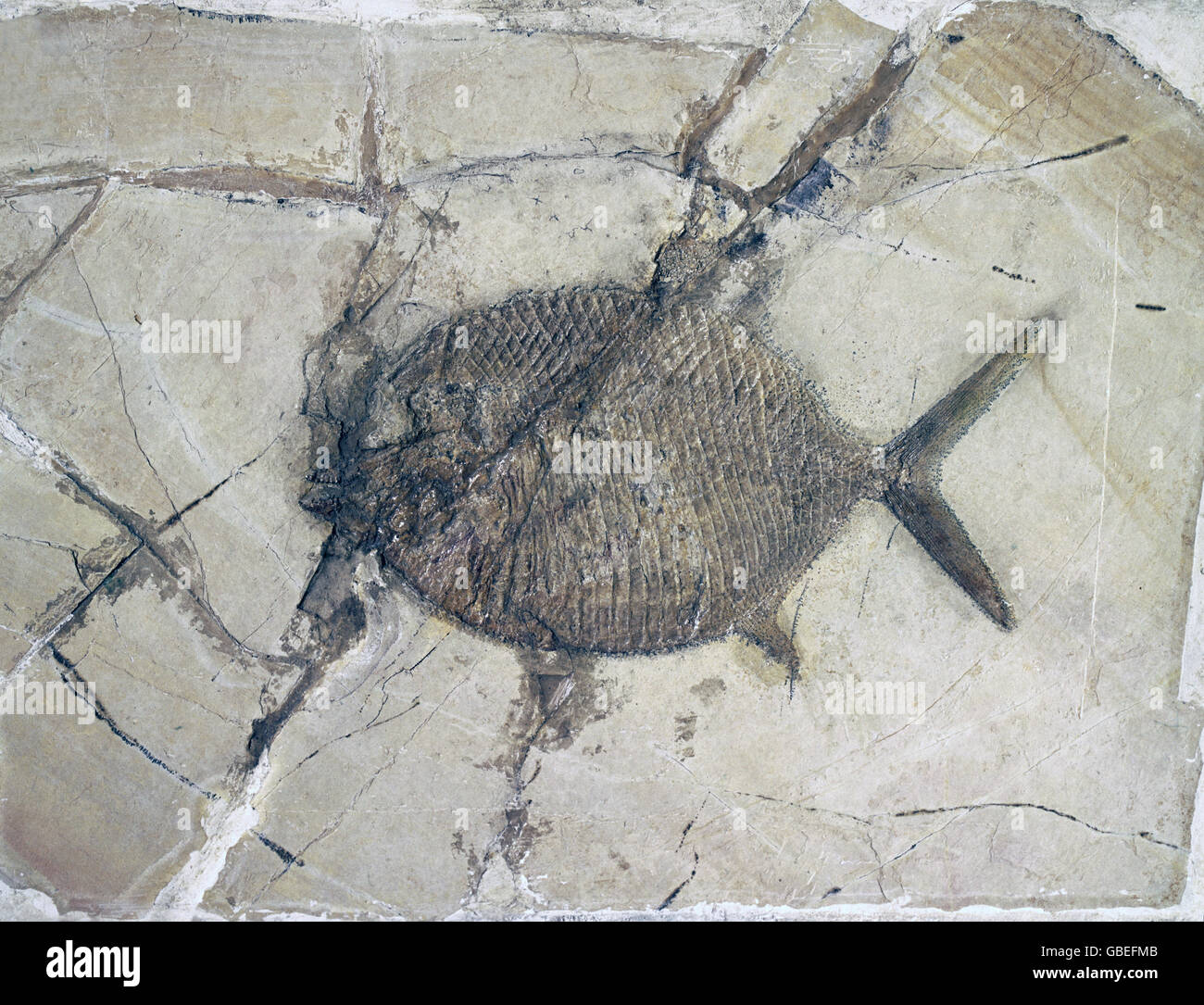 préhistoire, fossiles, zoologie / animaux, poisson poney (Gyrodus ...