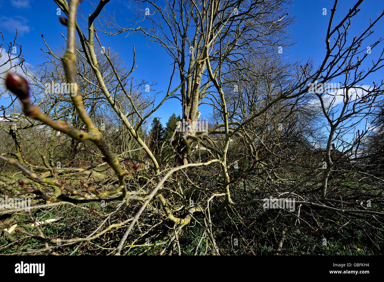 Chancre saignant Banque de photographies et d’images à haute résolution ...