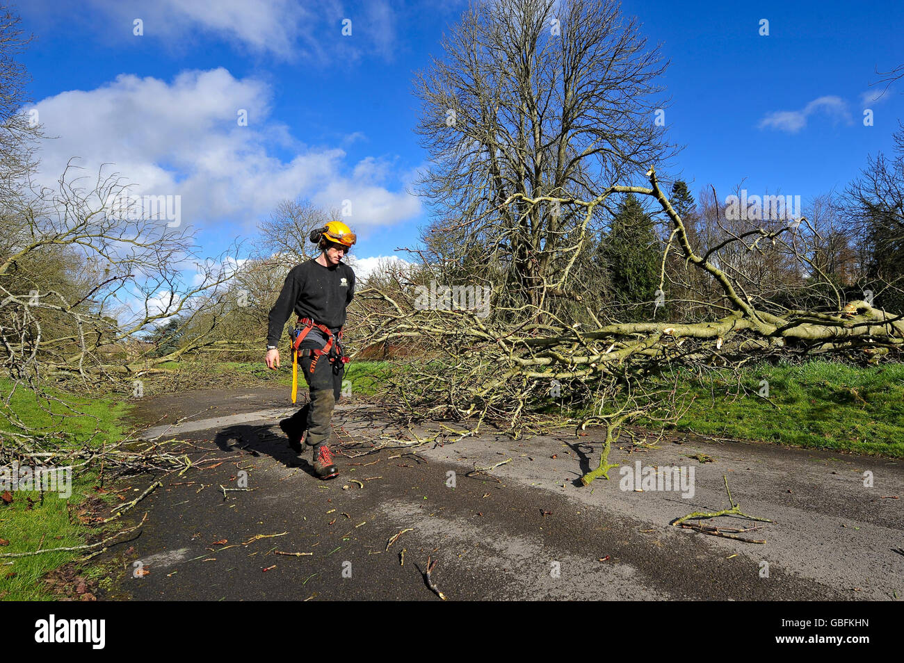 Chancre saignant Banque de photographies et d’images à haute résolution ...