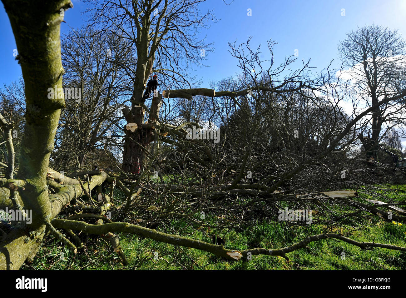 Chancre Saignant Banque d'image et photos - Alamy