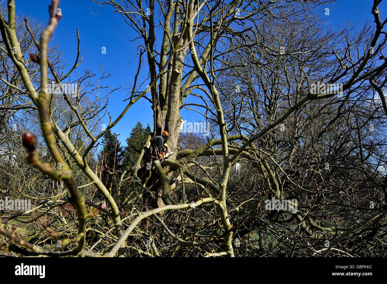 Chancre saignant Banque de photographies et d’images à haute résolution ...