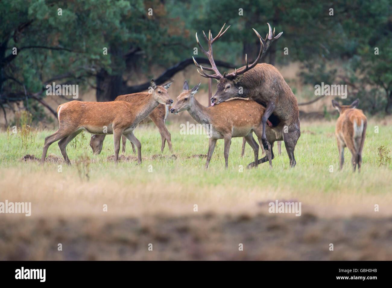 Accouplement de cerf rouge Banque de photographies et d’images à haute ...