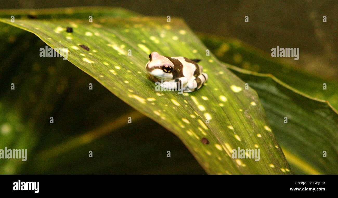 Grenouille feuille aux yeux d'or rana de hoja de ojos dorados Banque de ...