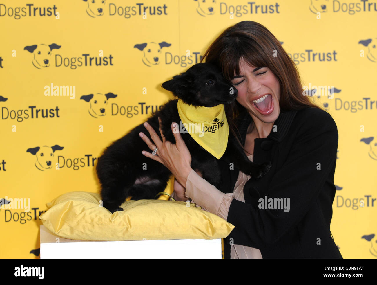 Chiens font confiance aux honneurs 2009 Banque de photographies et d ...