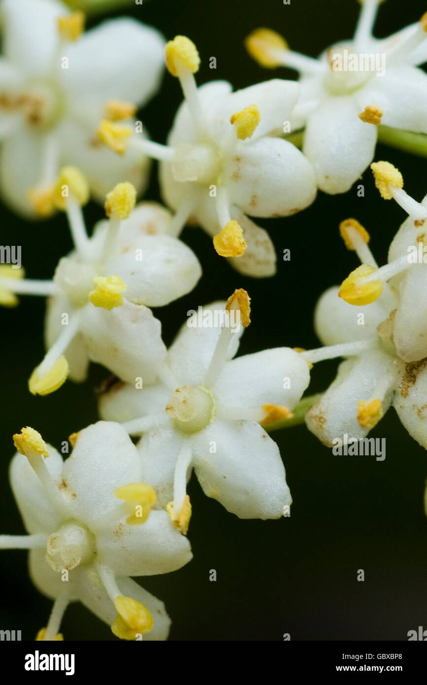Fleur de sureau Banque de photographies et d’images à haute résolution ...