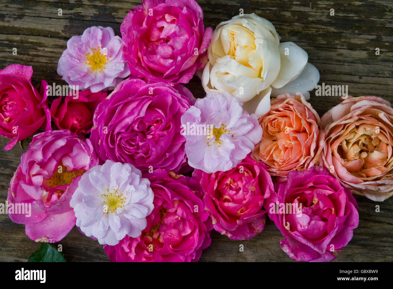 Les roses Banque de photographies et d’images à haute résolution - Alamy