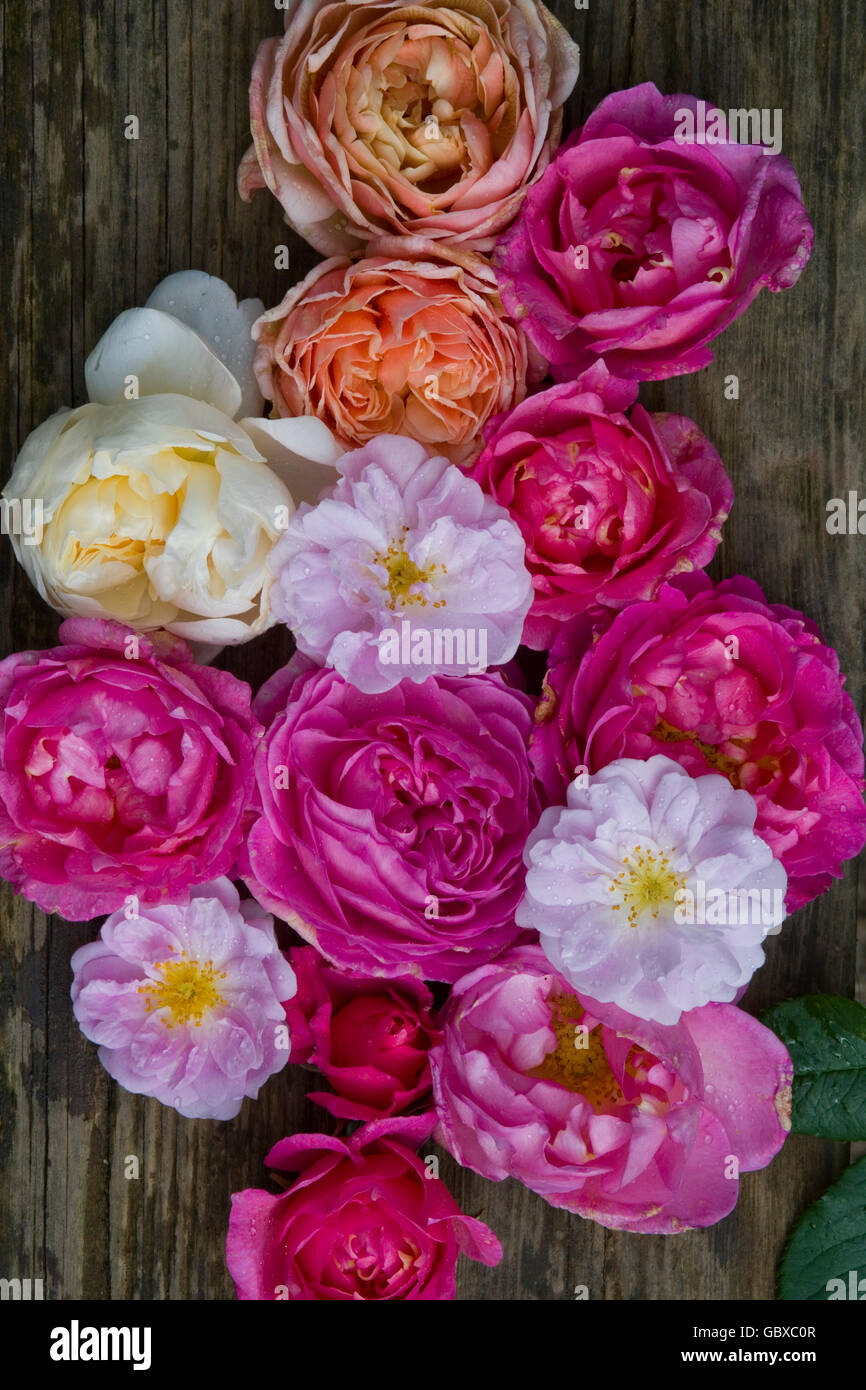 Coupe des roses Banque de photographies et d’images à haute résolution ...