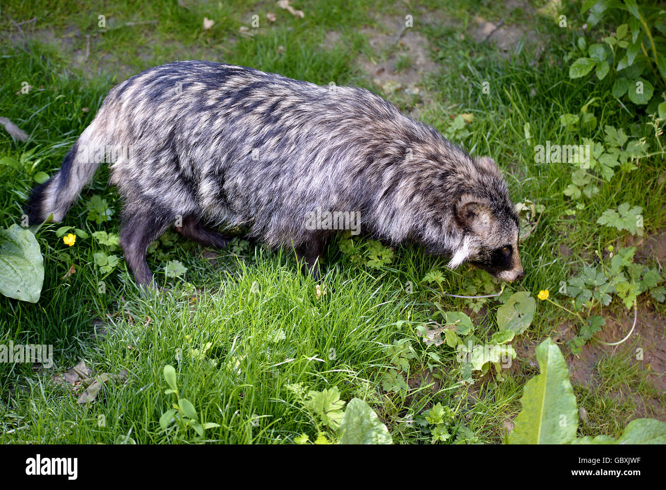 Chien viverrin nyctereutes procyonoides Banque de photographies et d ...