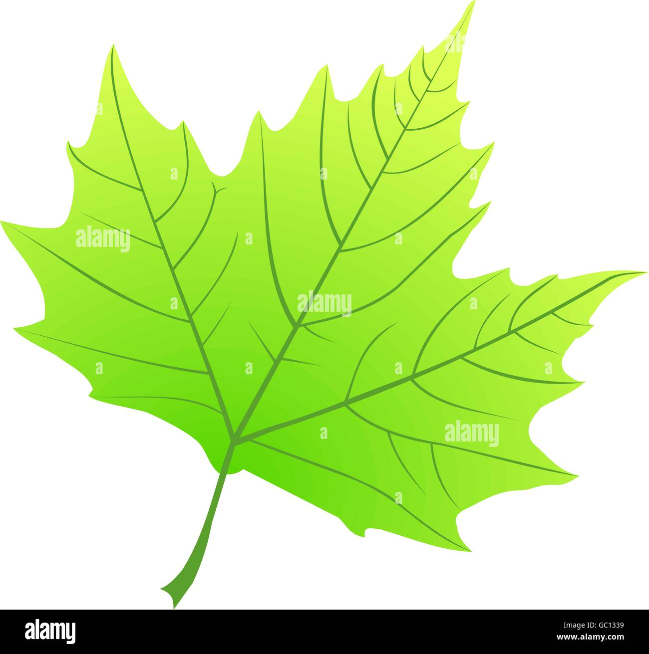 Feuille de platanus acerifolia Banque d'images vectorielles - Alamy