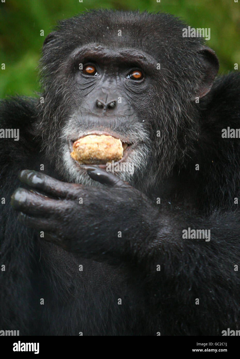 Chippy The Chimp célèbre son 21e anniversaire au parc de safari Blair ...