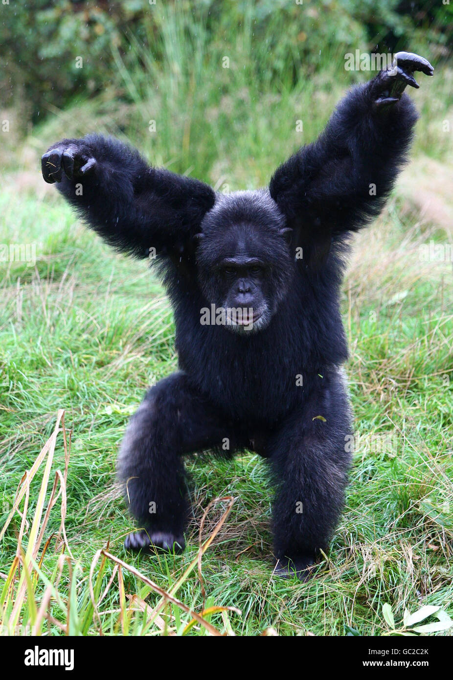 Chippy The Chimp célèbre son 21e anniversaire au parc de safari Blair ...