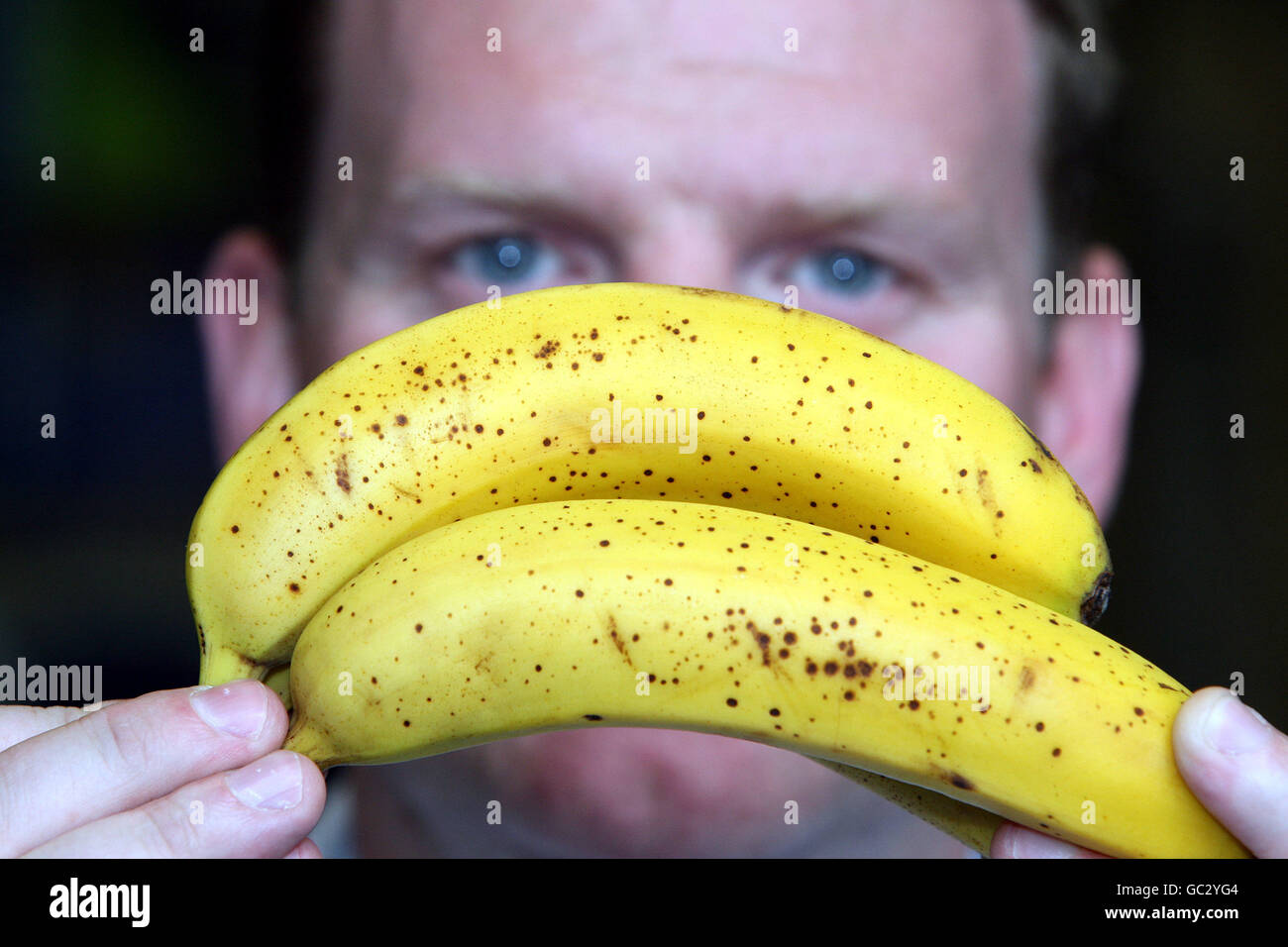 La recherche transforme le bananier en plastique Banque de ...