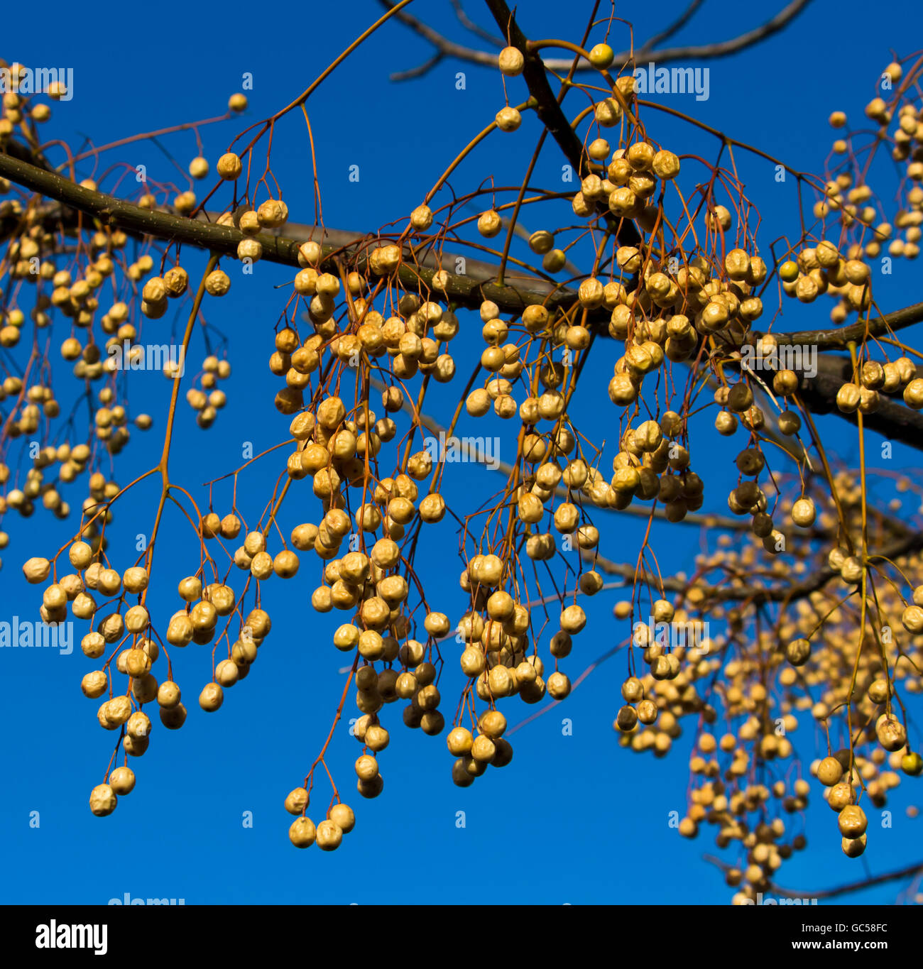 Petites Baies Jaunes Banque d'image et photos - Alamy