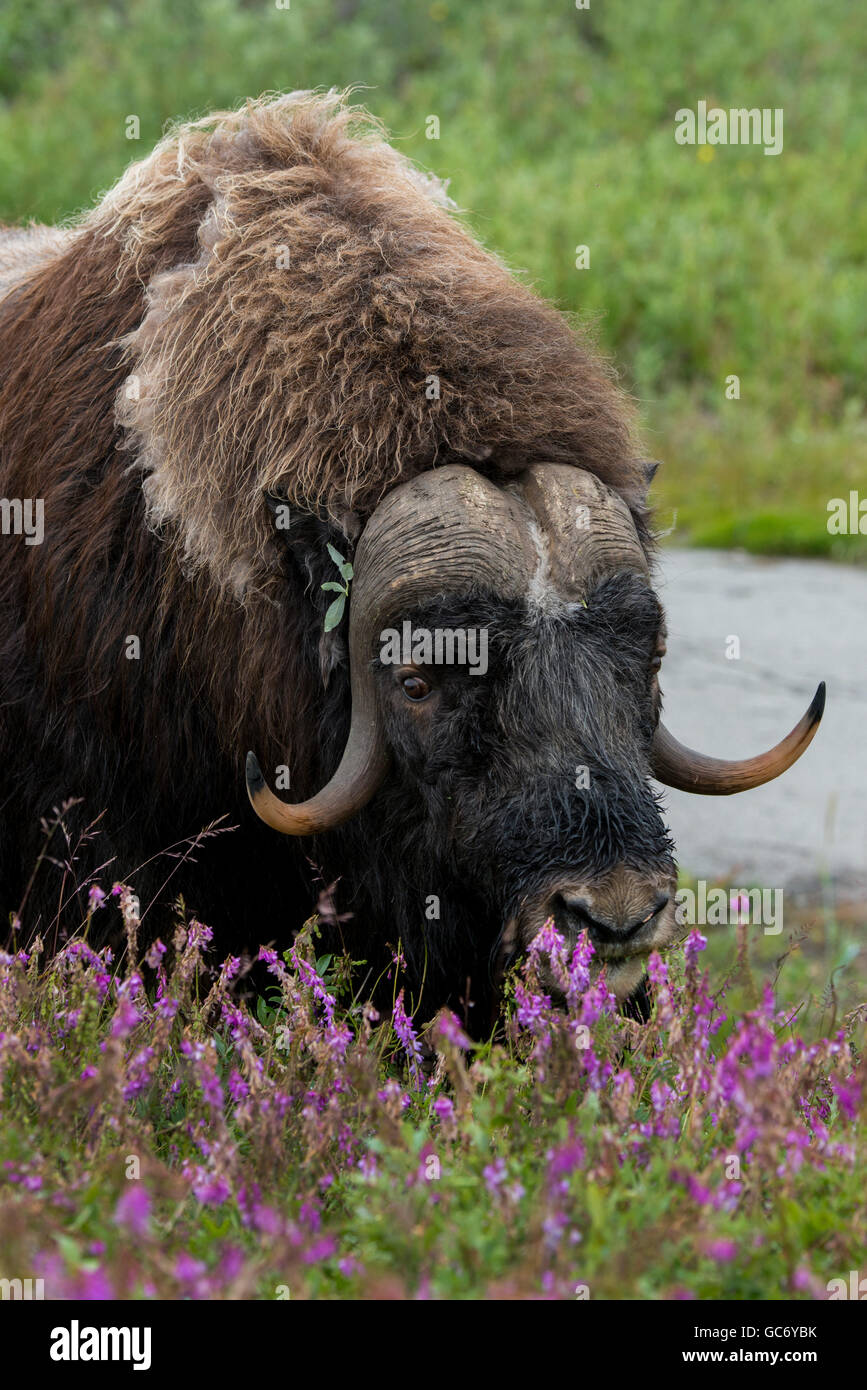Bob blodgett autoroute nome teller Banque de photographies et d’images ...
