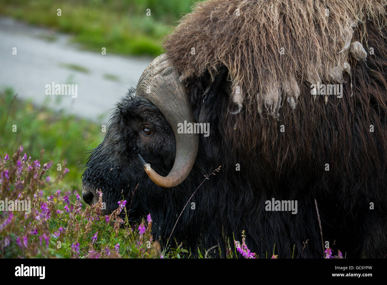 Bob blodgett autoroute nome teller Banque de photographies et d’images ...