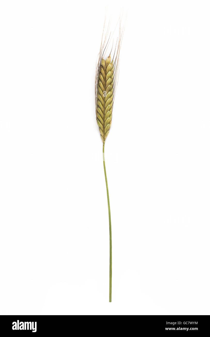 Einkorn wheat Banque d'images détourées - Alamy