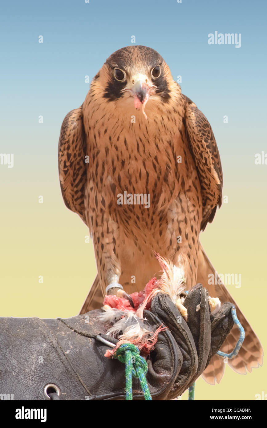 Faucon pèlerin, règlement bédouine dans le désert de Dubaï de ...