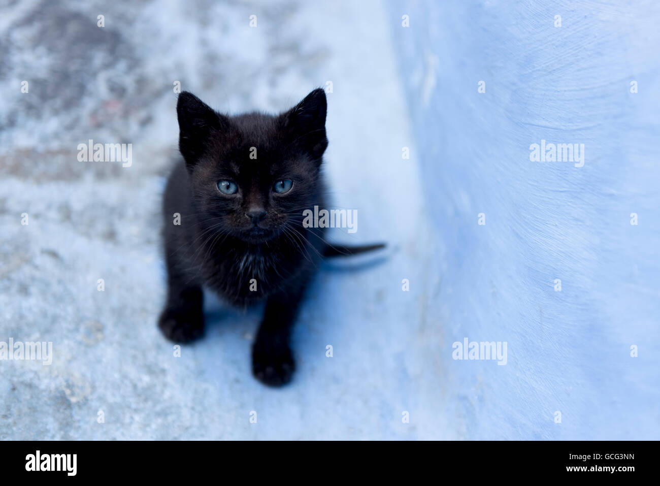 Noir aux yeux bleus Banque de photographies et d’images à haute ...