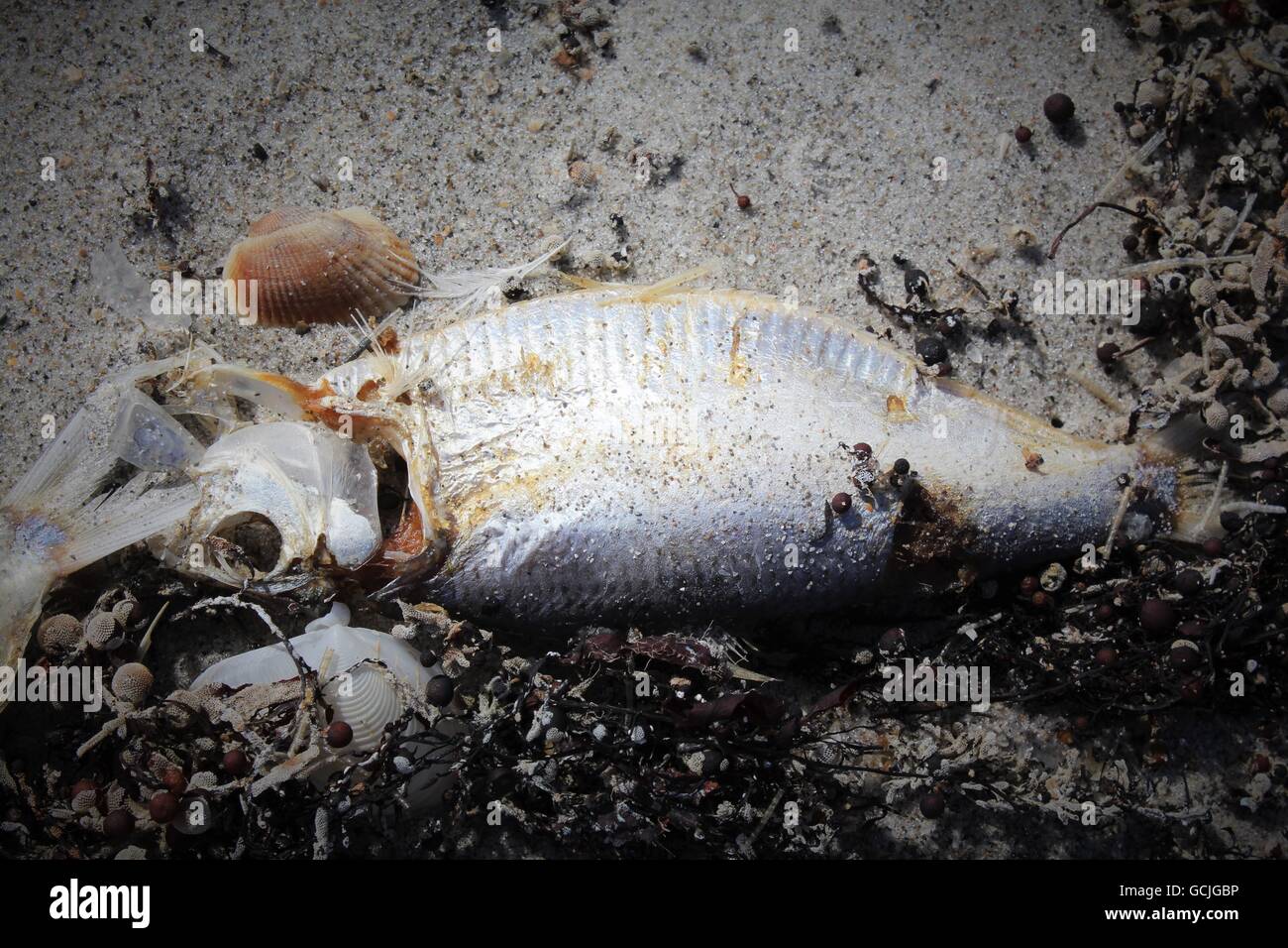 Plage de poissons morts Banque de photographies et d’images à haute ...