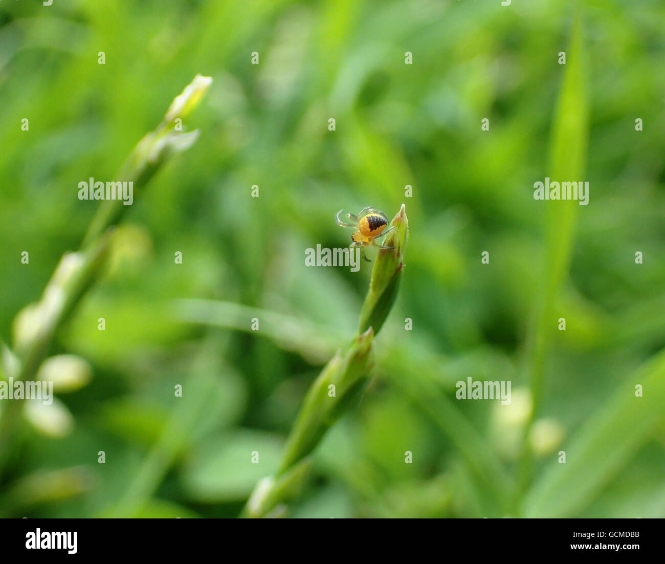 Close-up of a European garden spiderling (Araneus diadematus) en haut d ...