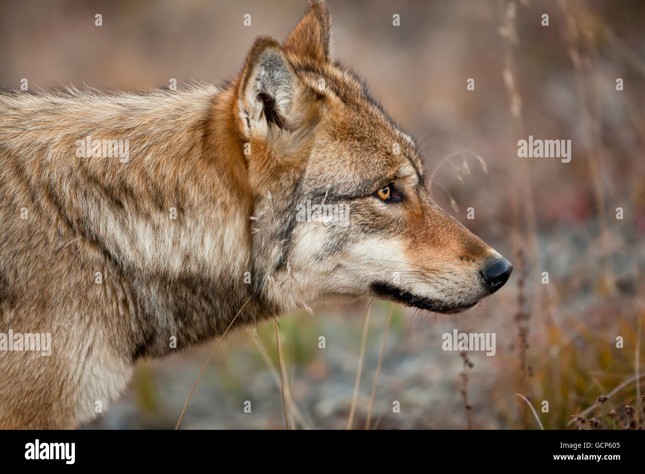 Tete de loup profile Banque de photographies et d’images à haute ...