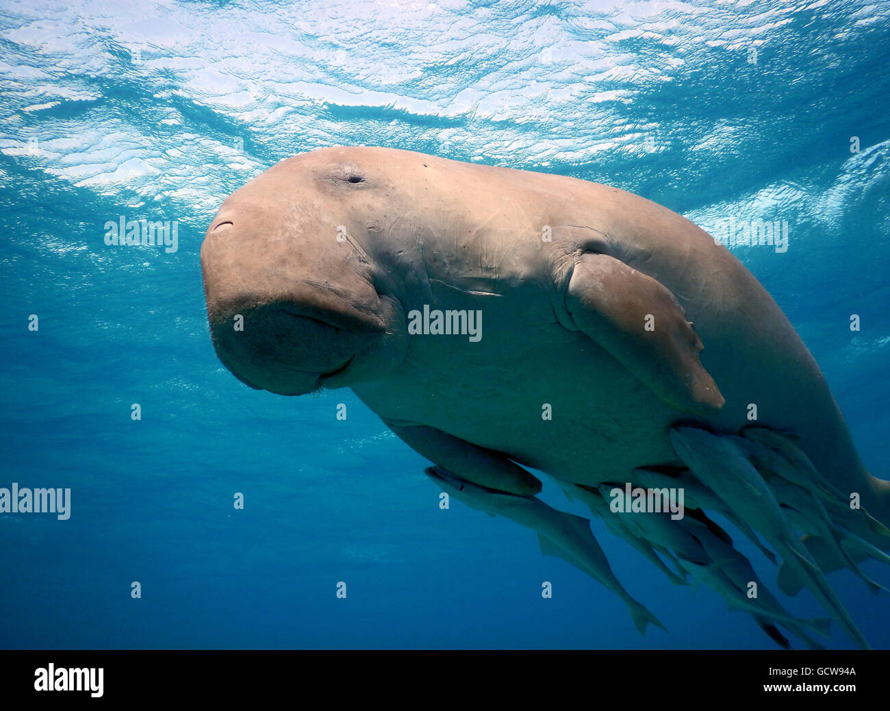 Dugong eating sea grass Banque de photographies et d’images à haute ...