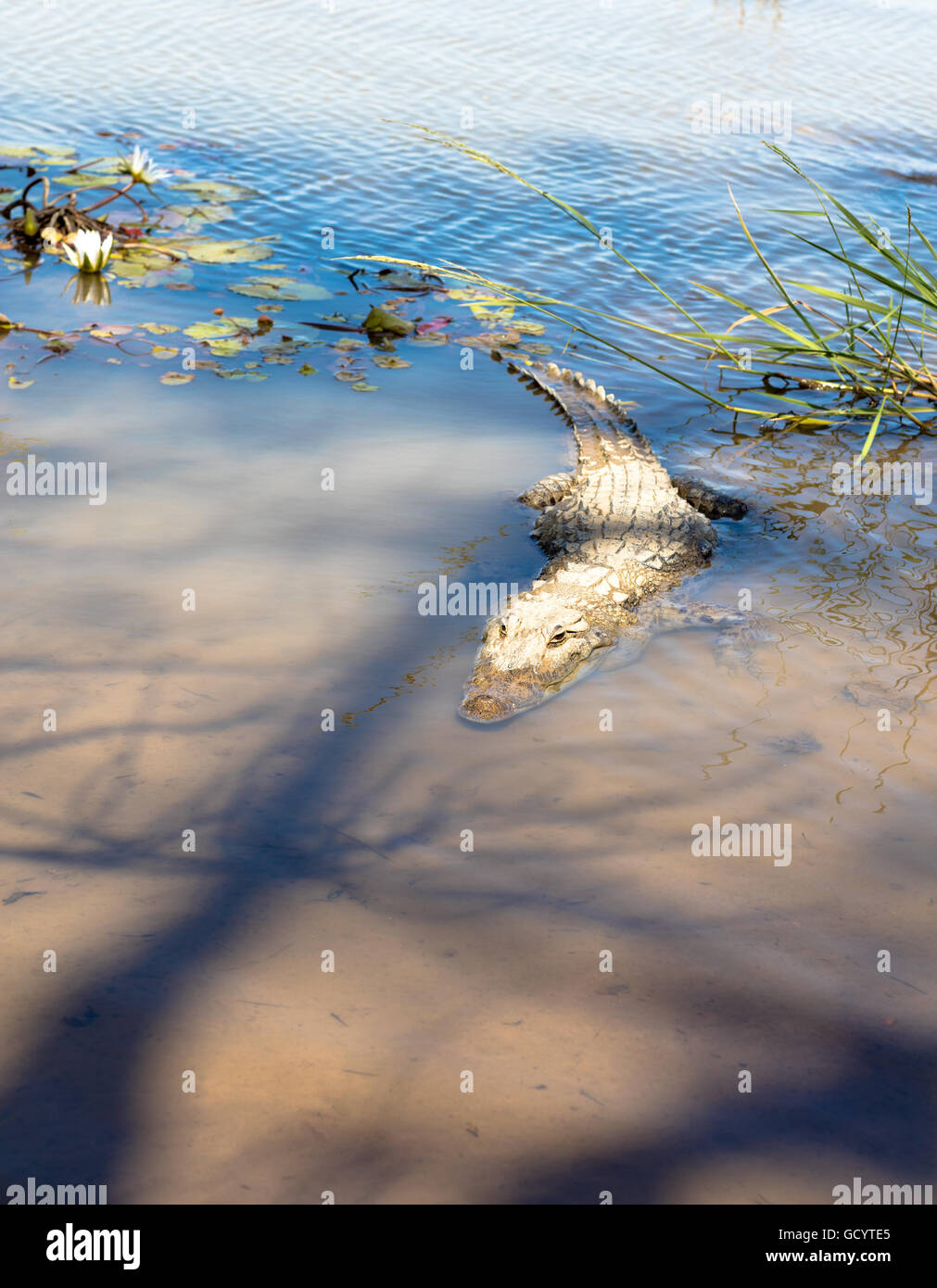 Sacred crocodile in sabou burkina Banque de photographies et d’images à ...