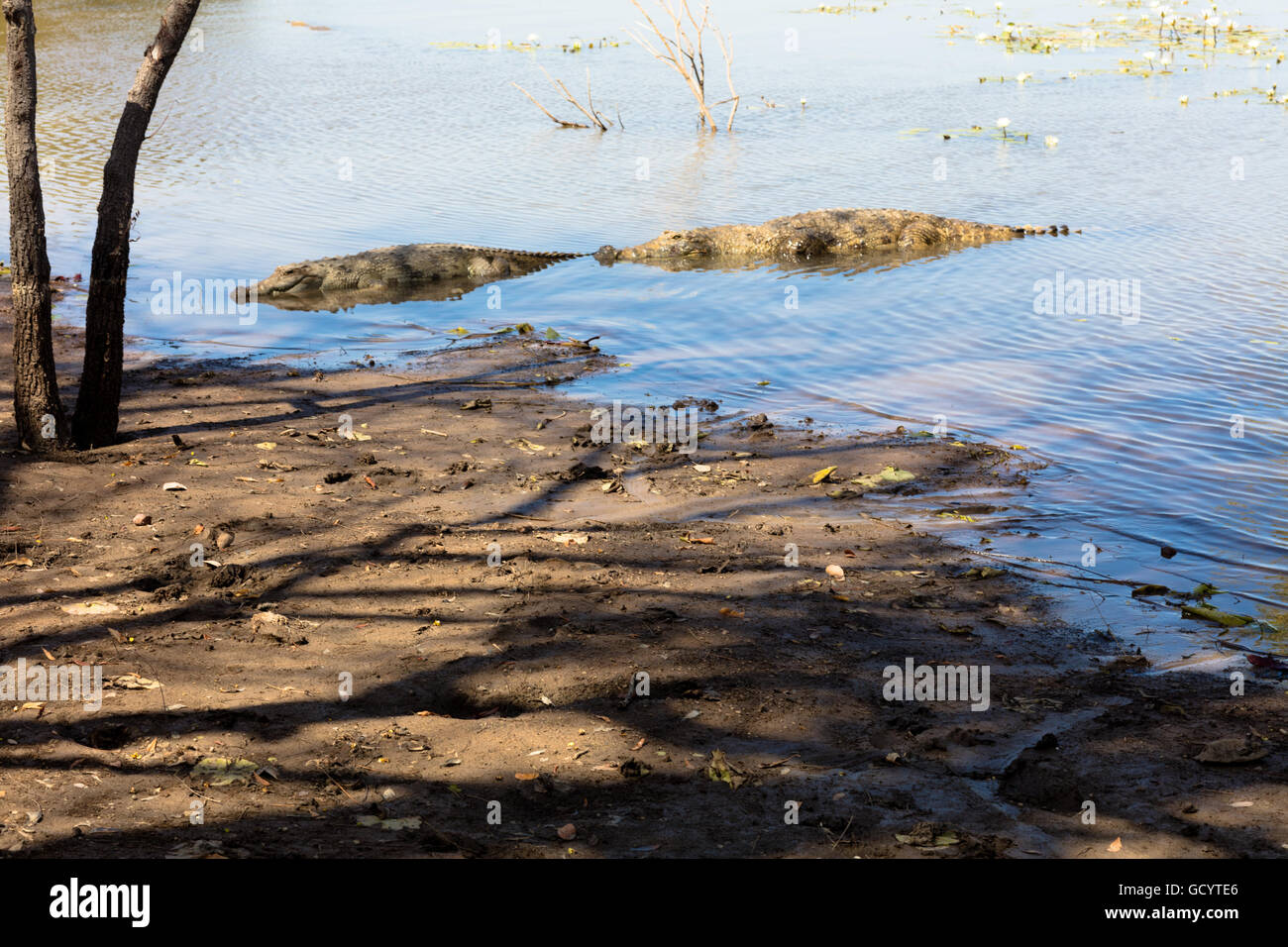 Sacred crocodile in sabou burkina Banque de photographies et d’images à ...