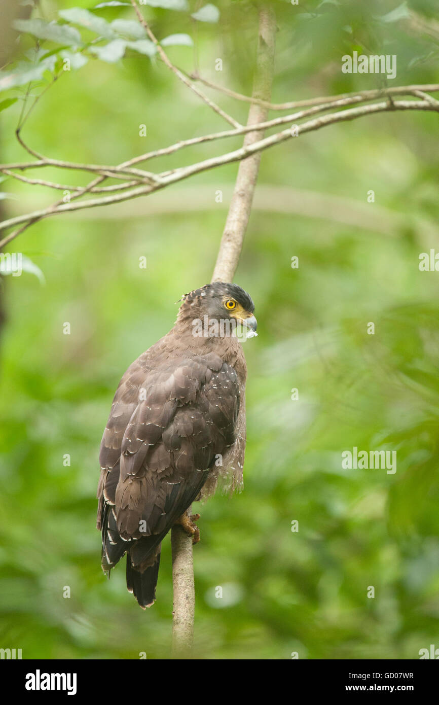 Serpent à huppe blanche sur un arbre au Sanctuaire de faune de Dandeli ...