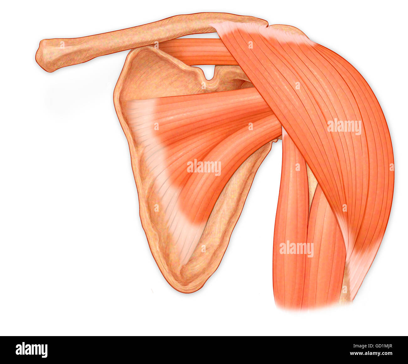 Muscles Sous Scapulaire _ Muscle Sous Scapulaire Anatomie – RTABCE