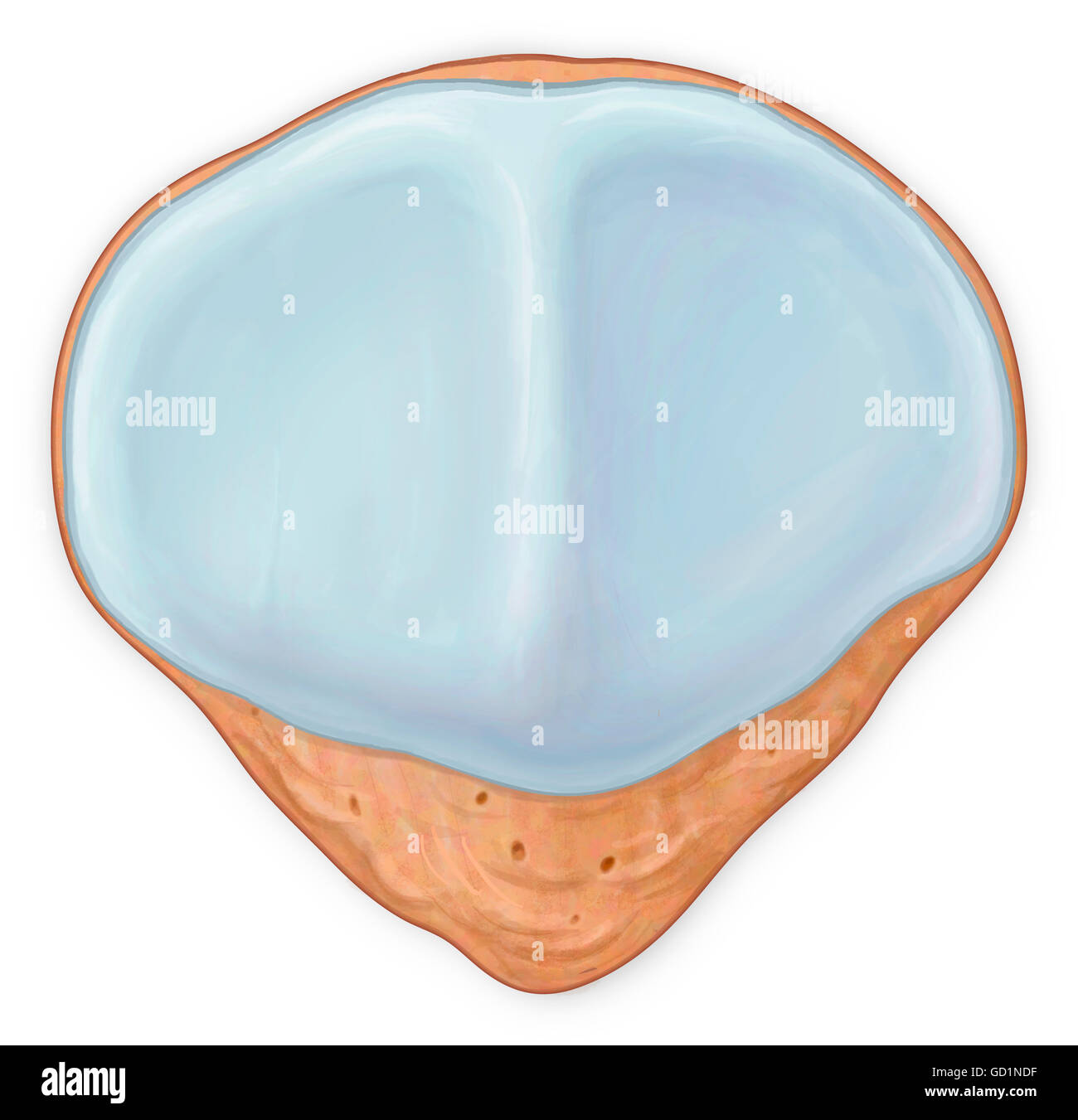 Cartilage articulaire Banque de photographies et d’images à haute ...