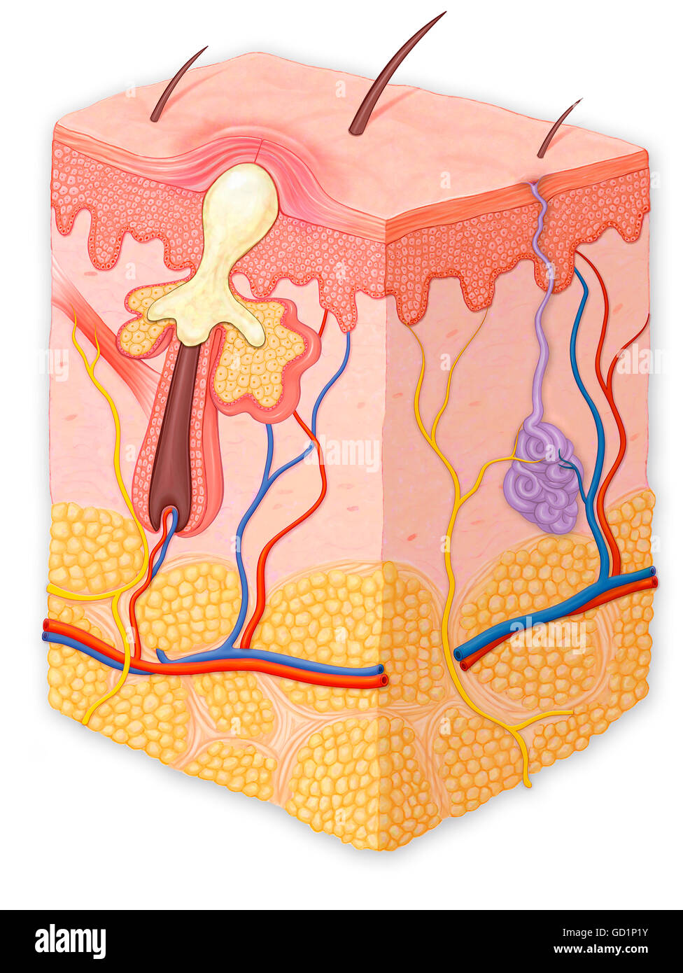 Human head cross section Banque de photographies et d’images à haute ...