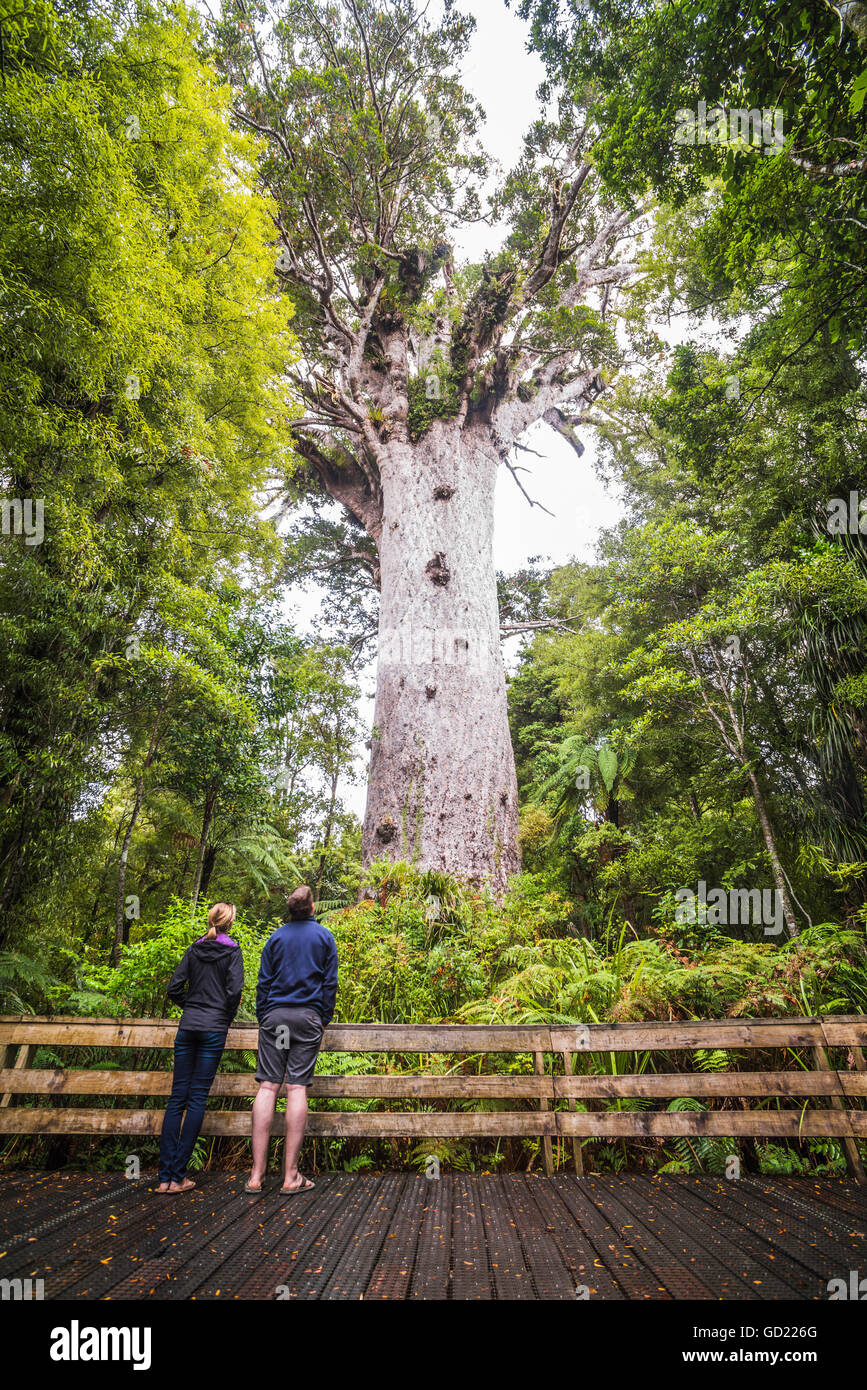 The largest kauri tree in Banque de photographies et d’images à haute ...
