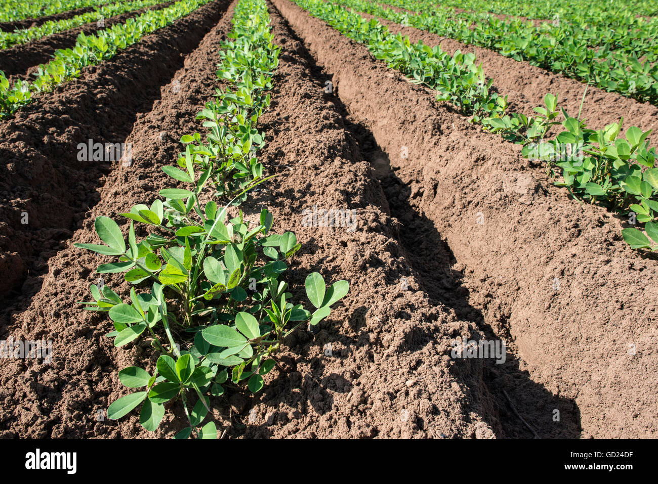 Champ d'arachide Banque de photographies et d’images à haute résolution ...