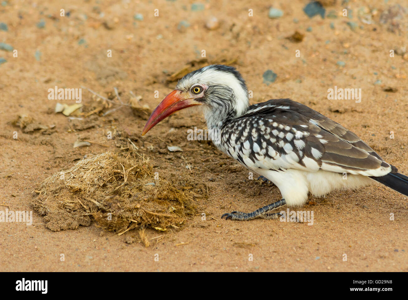 Calao terrestre ou calao terrestre nord Banque de photographies et d ...
