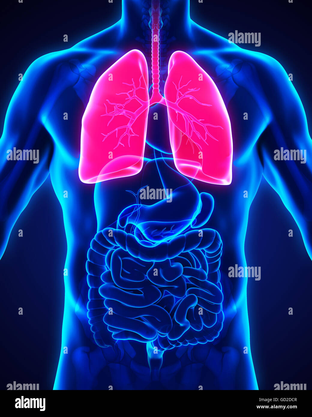 Sistema repiratorio humano Banque de photographies et d’images à haute ...