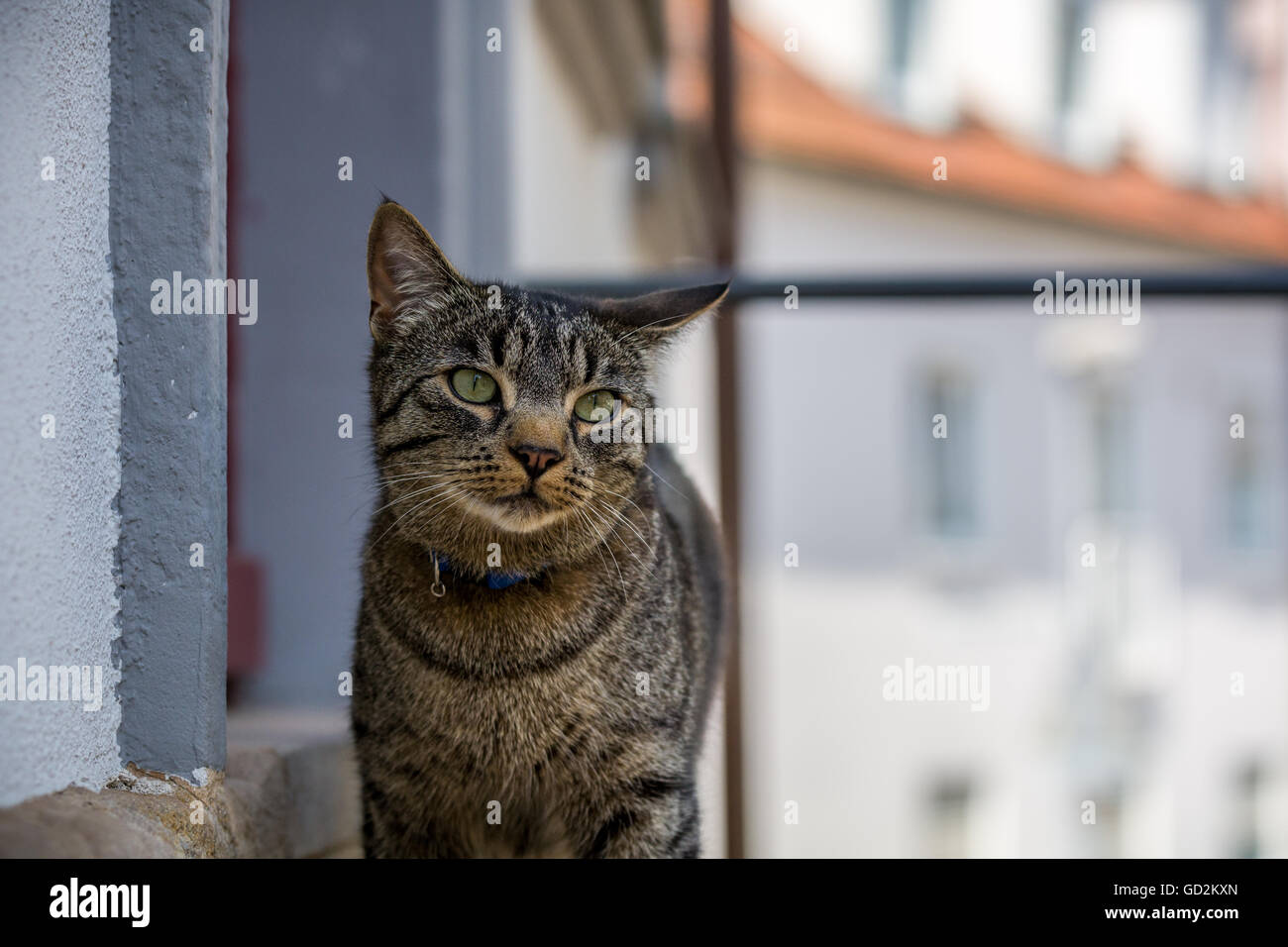 Animal de compagnie dans la rue Banque de photographies et d’images à ...