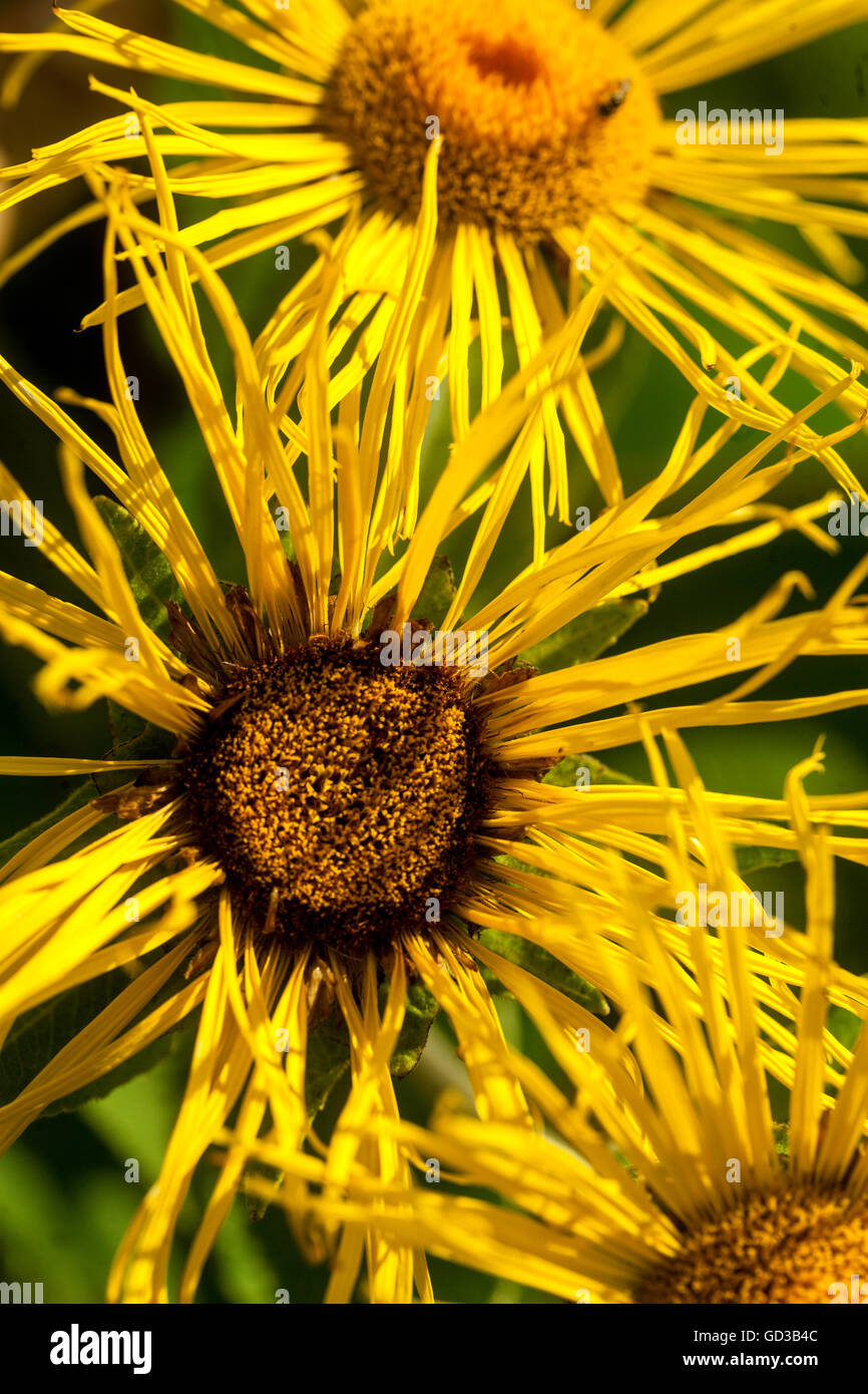 Giant inula inula magnifica Banque de photographies et d’images à haute ...